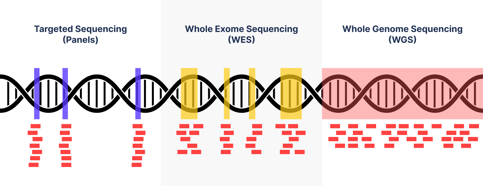 Panels, WES, or WGS: Which is Best for Rare Disease Diagnosis?